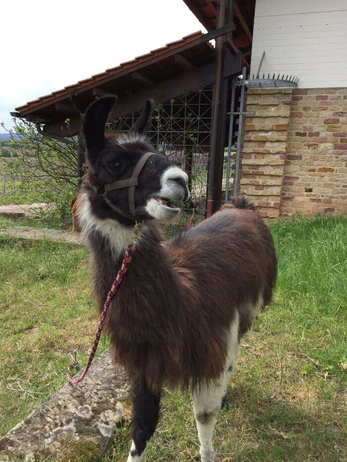 LaMa Land - Wandern in der Pfalz mal ganz anders ⋆ Binas Pfalzliebe