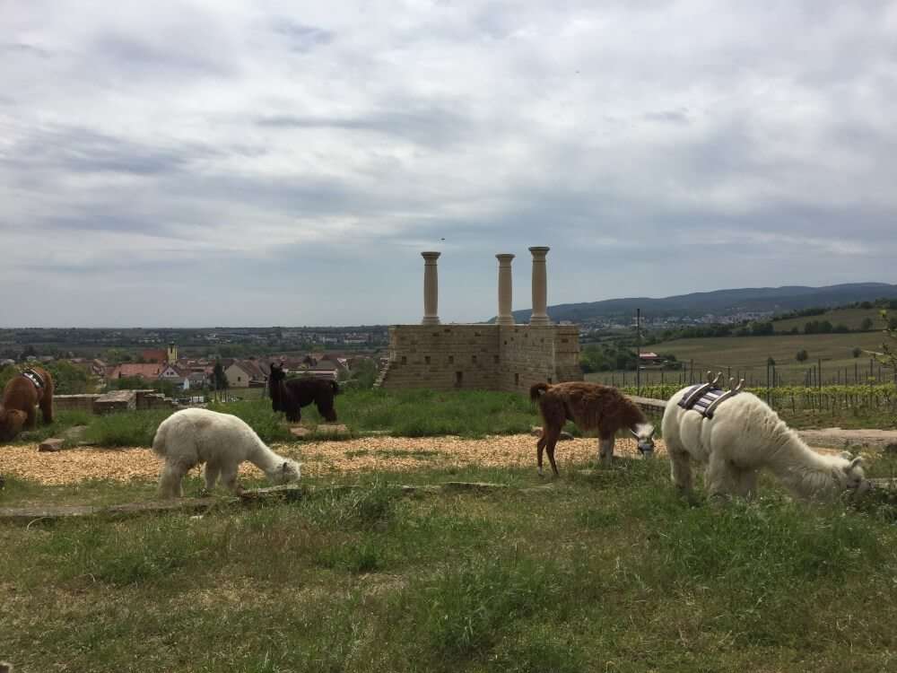 LaMa Land - Wandern in der Pfalz mal ganz anders ⋆ Binas Pfalzliebe
