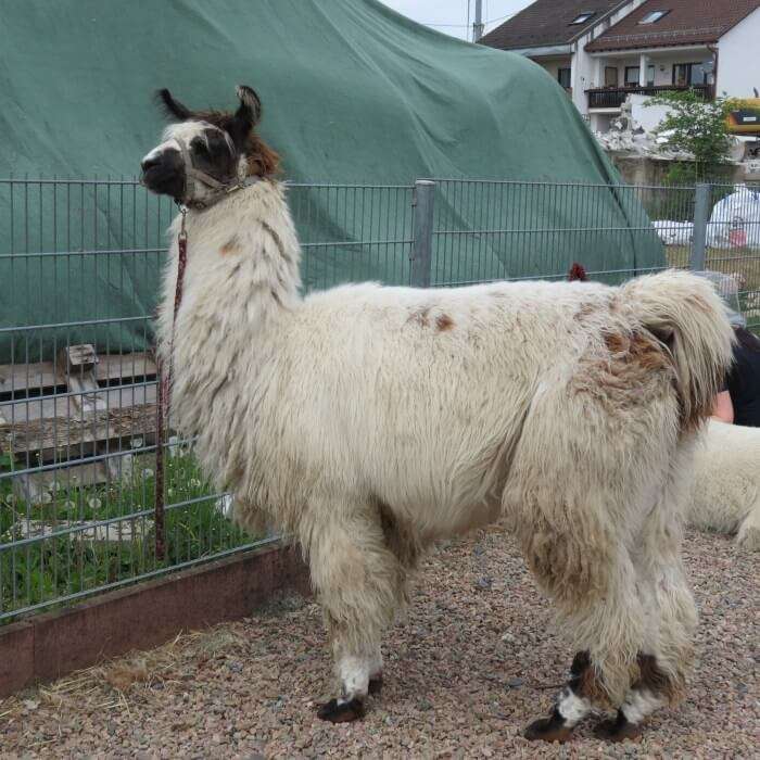 LaMa Land - Wandern in der Pfalz mal ganz anders ⋆ Binas Pfalzliebe