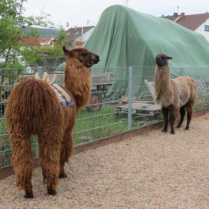 LaMa Land - Wandern in der Pfalz mal ganz anders ⋆ Binas Pfalzliebe