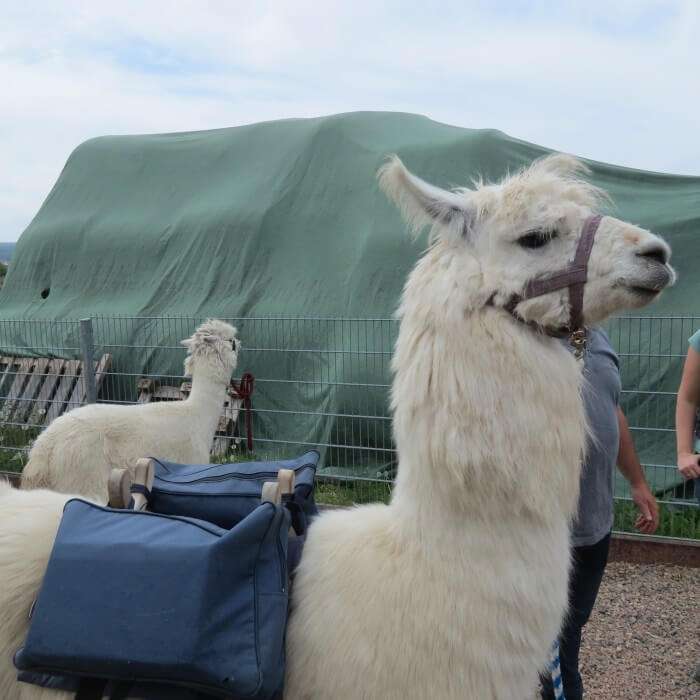 LaMa Land - Wandern in der Pfalz mal ganz anders ⋆ Binas Pfalzliebe